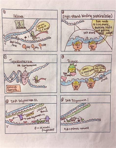 Protein Synthesis Comic At Maxine Quiroz Blog