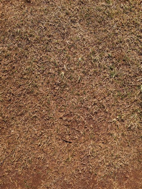 Premium Photo Dried Grass Texture In The Garden