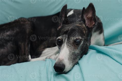 Close Up Of A Rescued Greyhound Blind In One Eye And With Cropped Ears
