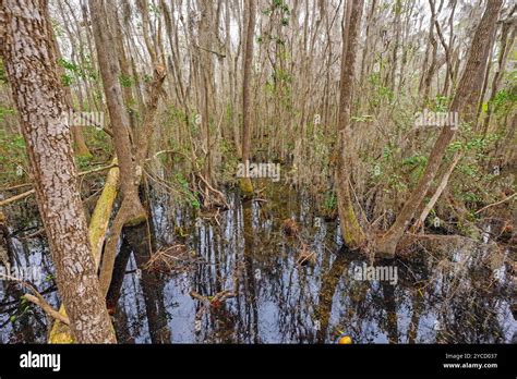Tangled Forest In Deep In A Swamp In The Okefenokee National Wildlife