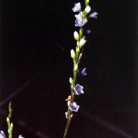 Dotted Smartweed Persicaria Punctata Plant Care And How To Grow Water