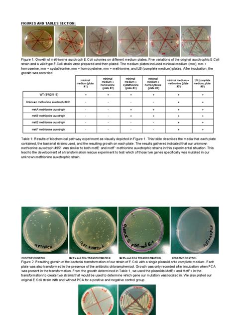 Figuresand Tables Sectionfor Biol 207 Lab Report Pdf Transformation