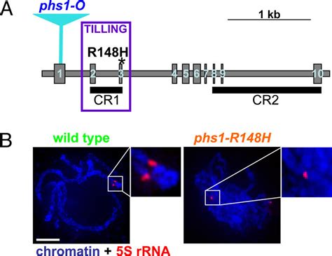 The Maize Phs1 R148h Mutation A The Maize Phs1 Gene Blue Triangle Download Scientific