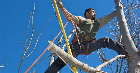 The Ultimate Guide To Tree Trimming