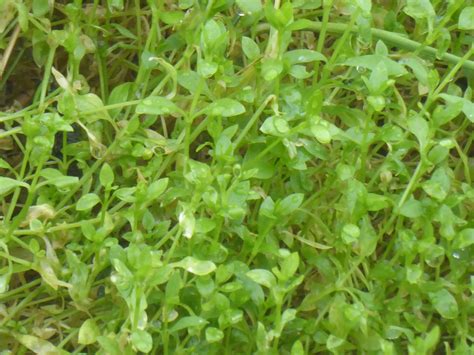 Common Chickweed Stellaria Media A Year In The Valley