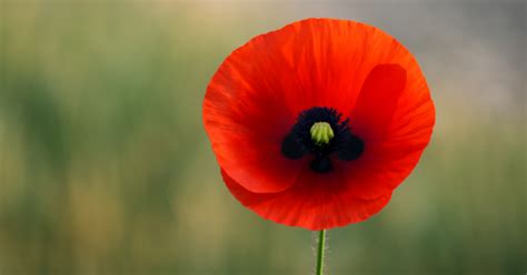 День памяті та перемоги над нацизмом історія символи та значення для України — Lviv Media