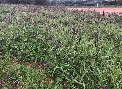 Buffel Grass Fires And Biodiversity Impacts — Mallee Conservation