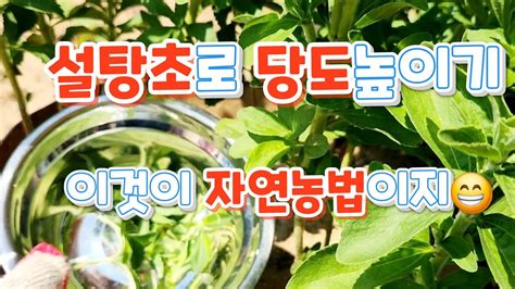 설탕초를 이용한 자연농법으로 달달한 농사지어요 Youtube