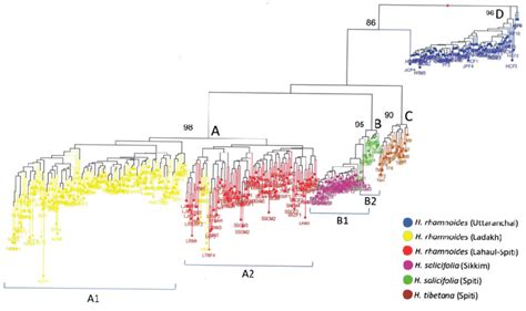 Neighbour Joining NJ Dendrogram Of Hippophae Genotypes Based On AFLP