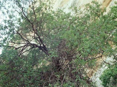 Hackberry Netleaf Treebrowser Usu Hackberry Netleaf Treebrowser Usu