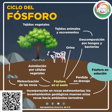 Ciclo De Fosforo ♻️ 🟡 El Agroquímicos Arca S A De C V Facebook