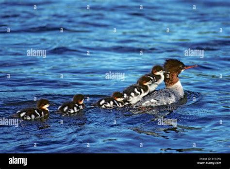 Female Common Merganser Mergus Merganser And Chicks Western Alberta