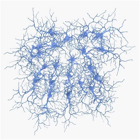C4d Pyramidal Neurons