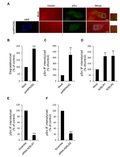 Kdelr Stimulation Increases The Levels Of Active Src In The Cell