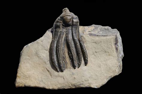 Fossilshop Crinoid Triassic