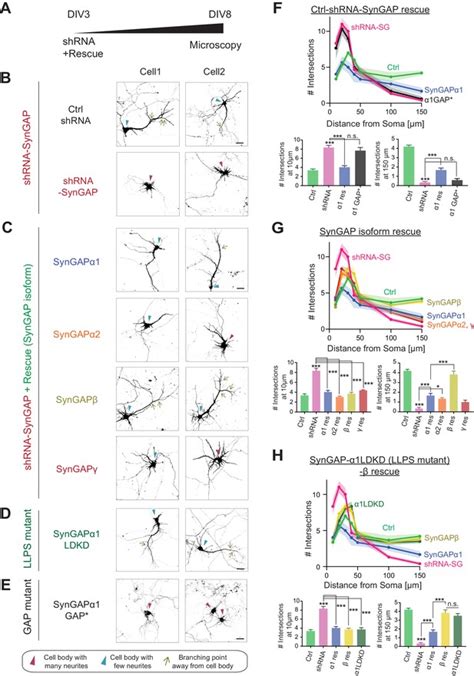 Syngap Isoforms Differentially Regulate Synaptic Plasticity And Dendritic Development Elife