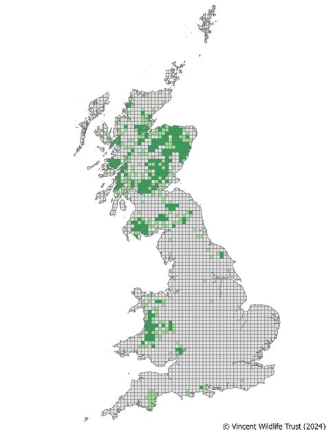 Vincent Wildlife Trust Pine Marten