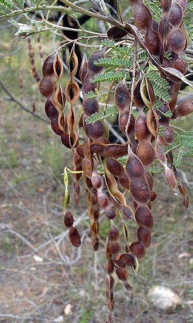 Silver Wattle Seed Pods Acacia Dealbata Native To Southeastern