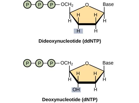 Hydroxyl Group Dna
