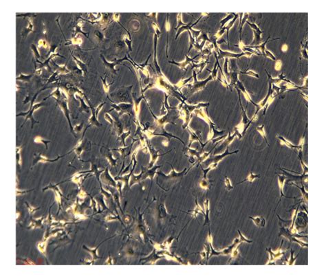 B16 Ova Cell Line Vitro Biotech