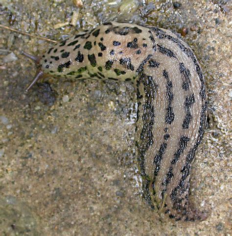 Limax Maximus