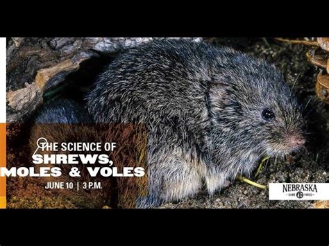 Difference Between Shrew And Vole