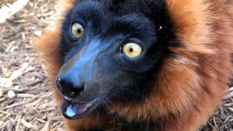 Welcome Our New Red Ruffed Lemur The Lemur Conservation Foundation