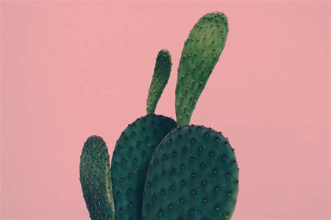7 Of The Best Vegan Instagram Accounts To Follow