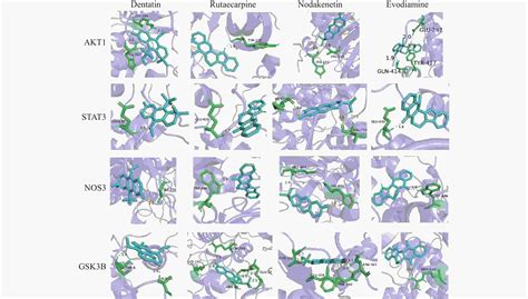 基于网络药理学与分子对接探讨铁皮石斛抗炎性衰老的作用