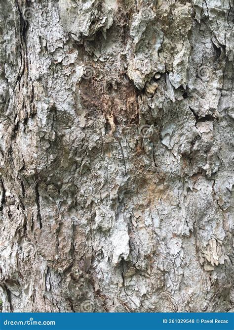 Bark Tree Texture Stock Photo Image Of Organic Grain 261029548