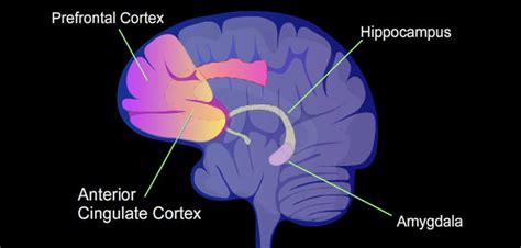 Neuroscientists Find Individual Differences In Memory Response To