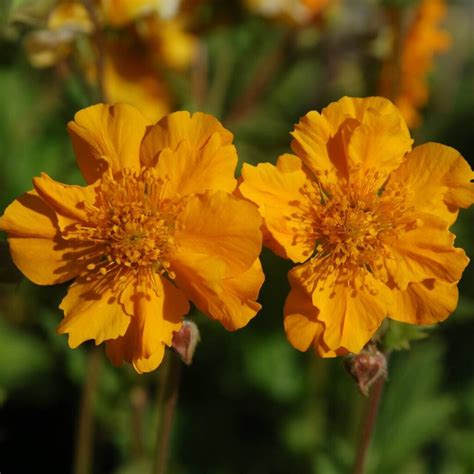 Geum Cocktail Solid Gold Dancer Vitro Westland