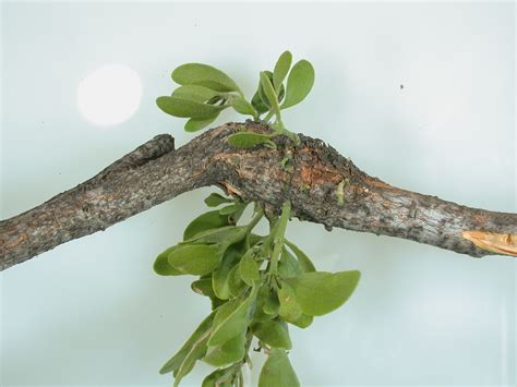 Mistletoe Texas Plant Disease Diagnostic Lab