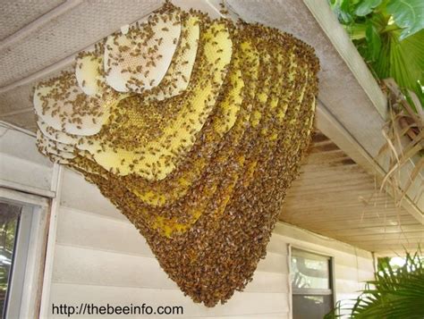 Natural Honey Bee Hives