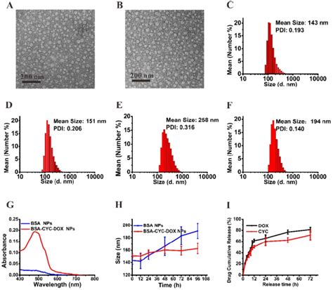 Characterization Of Bsa Nps And Bsa Cyc Dox Nps A D Morphology And