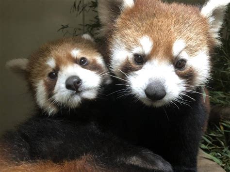 レッサーパンダすくすく成長日記 キク似とまめ似 飼育日誌｜ブログよこはま動物園ズーラシア公式サイト｜公益財団法人 横浜市緑の協会