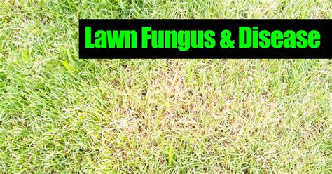 Turf Disease Archives Greenlawn By Design