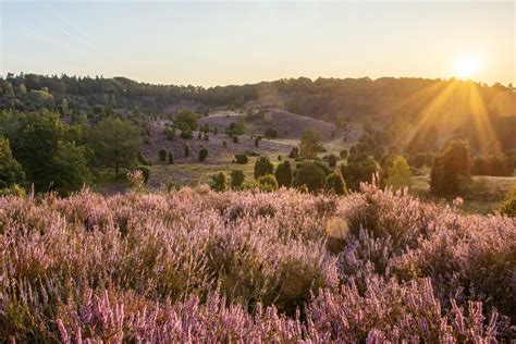Interspecific Relationships Types And Examples Evidence Network