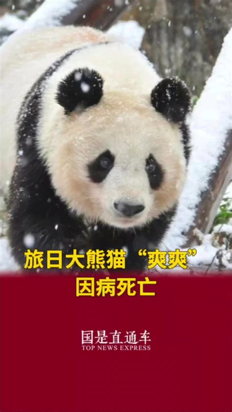旅日大熊猫“爽爽”因病死亡国是论坛凤凰网视频凤凰网