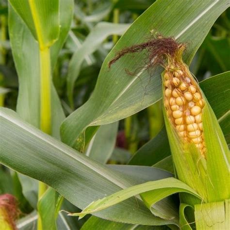 Yellow Maize Seeds Hide Out Farm India
