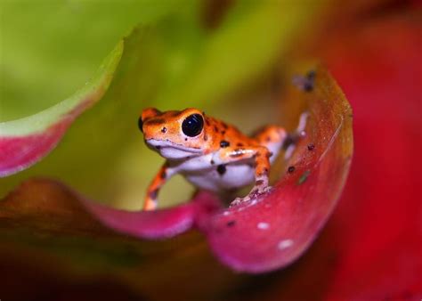 Classic Royal Morphs Added A New Photo Classic Royal Morphs