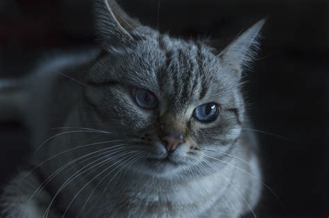 고양이 눈 파란색 Pixabay의 무료 사진 Pixabay