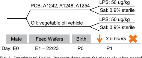 Figure 1 From Sex Differences In Effects Of Gestational Polychlorinated Biphenyl Exposure On