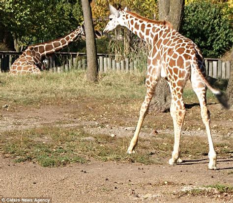 Novos Insólitos Notícias Incríveis Que Nos Fazem Refletir Girafa Que