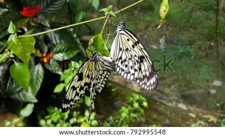 Sexual Reproduction Stock Images Royalty Free Images Vectors Shutterstock