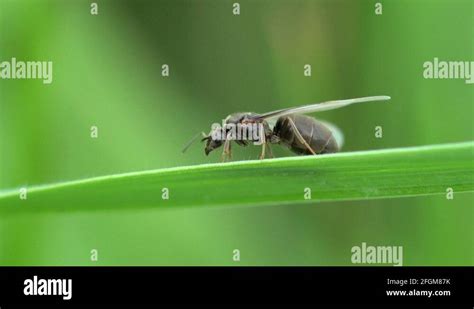 Reproductive Ant Stock Videos And Footage Hd And 4k Video Clips Alamy
