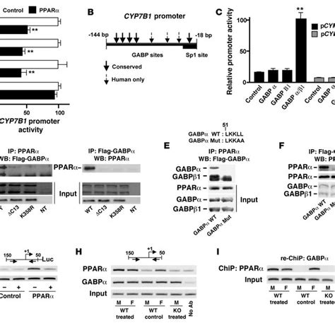 The Af 2 Domain Is Essential For Pparα Repression Of Cyp7b1 A