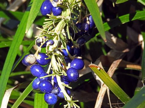 価格com 『野池のブッシュの中でリュウノヒゲ龍の髭＝ジャノヒゲ蛇の髭の実』 デジタル一眼カメラ Yamaya60さんのクチコミ掲示板投稿画像・写真「写真作例 色いろいろ