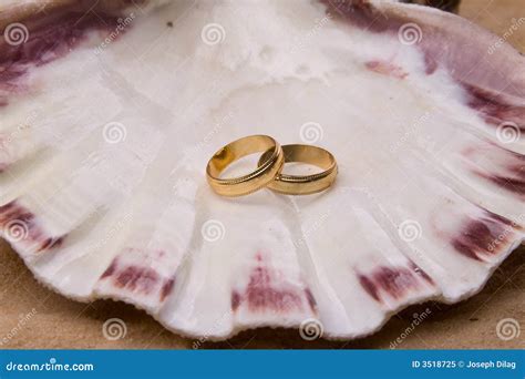 Wedding Band On Shell Stock Image Image Of Nature Mollusk 3518725