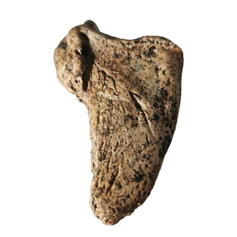 Cave Bear Claw Fossil